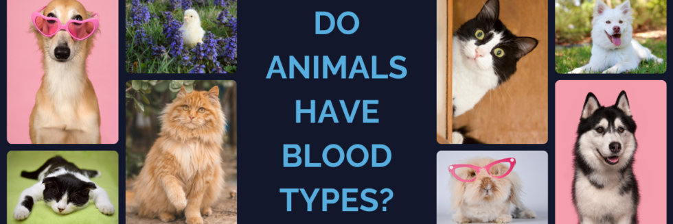 Do animals have blood types? | LifeShare